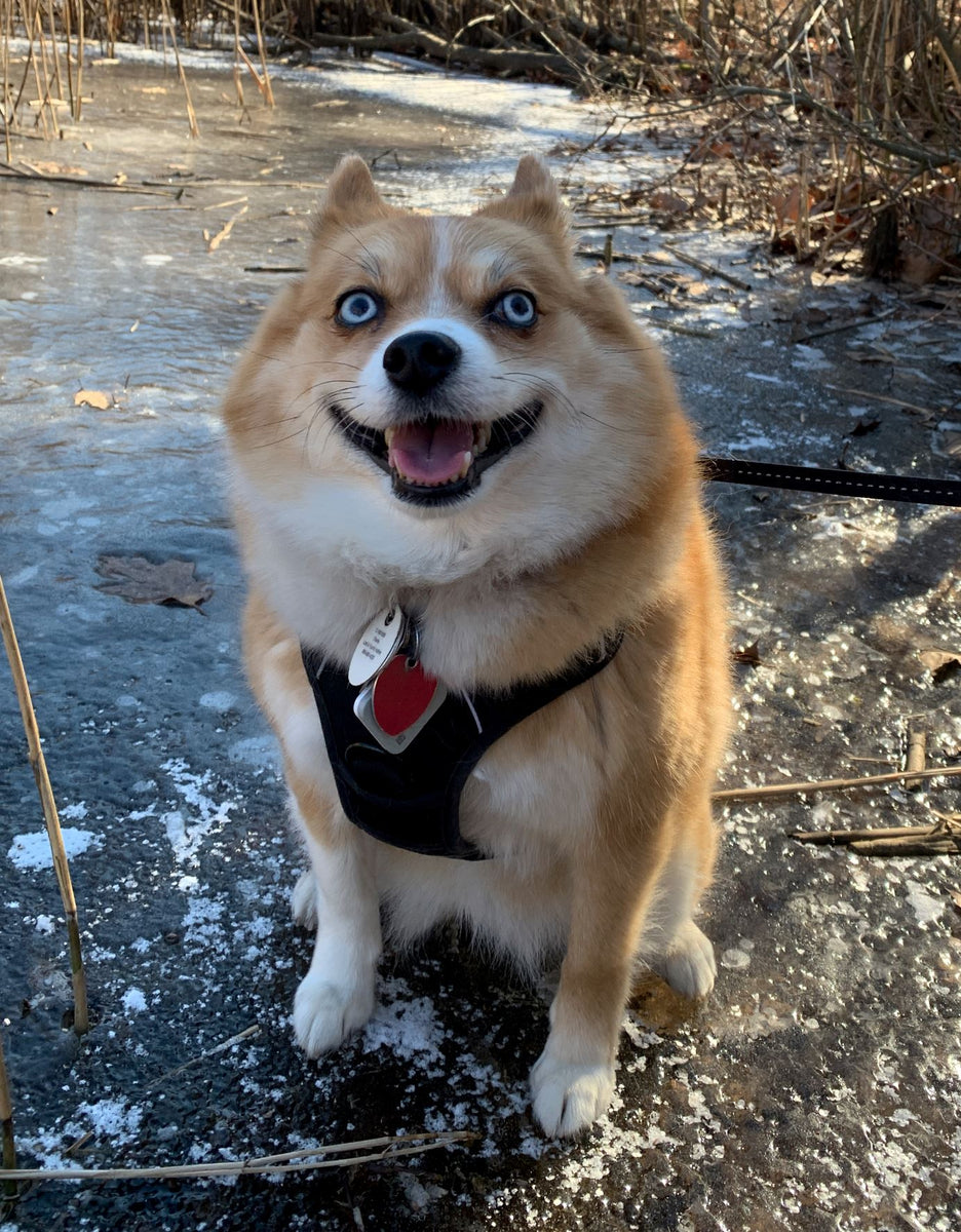 Dog of The Week: Template! – Château Le Woof