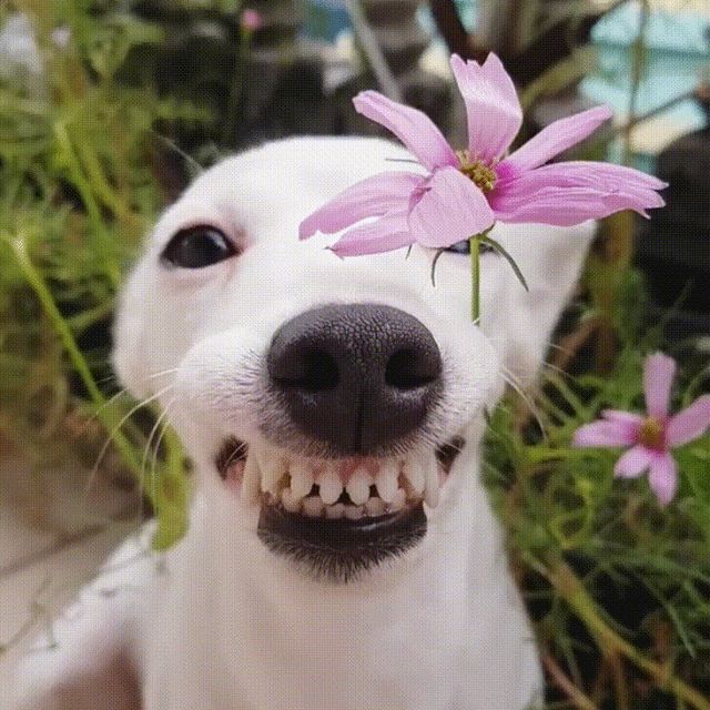 SPRING MENU! – Château Le Woof