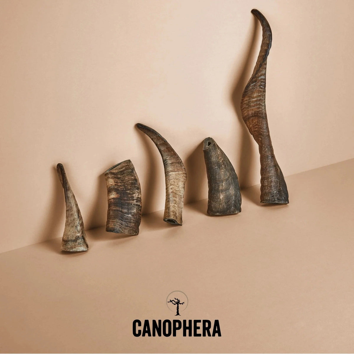 Sheep Horn | CANOPHERA – Château Le Woof